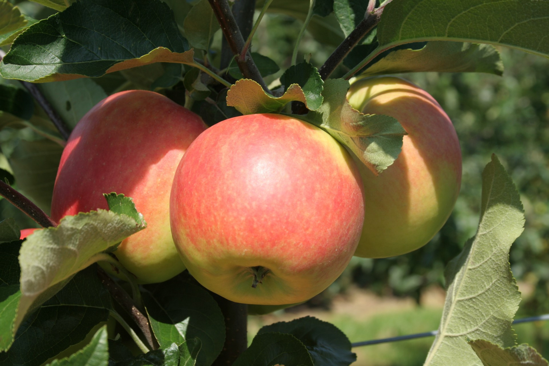 Appel/druivenpersdag - De Lipsevallei